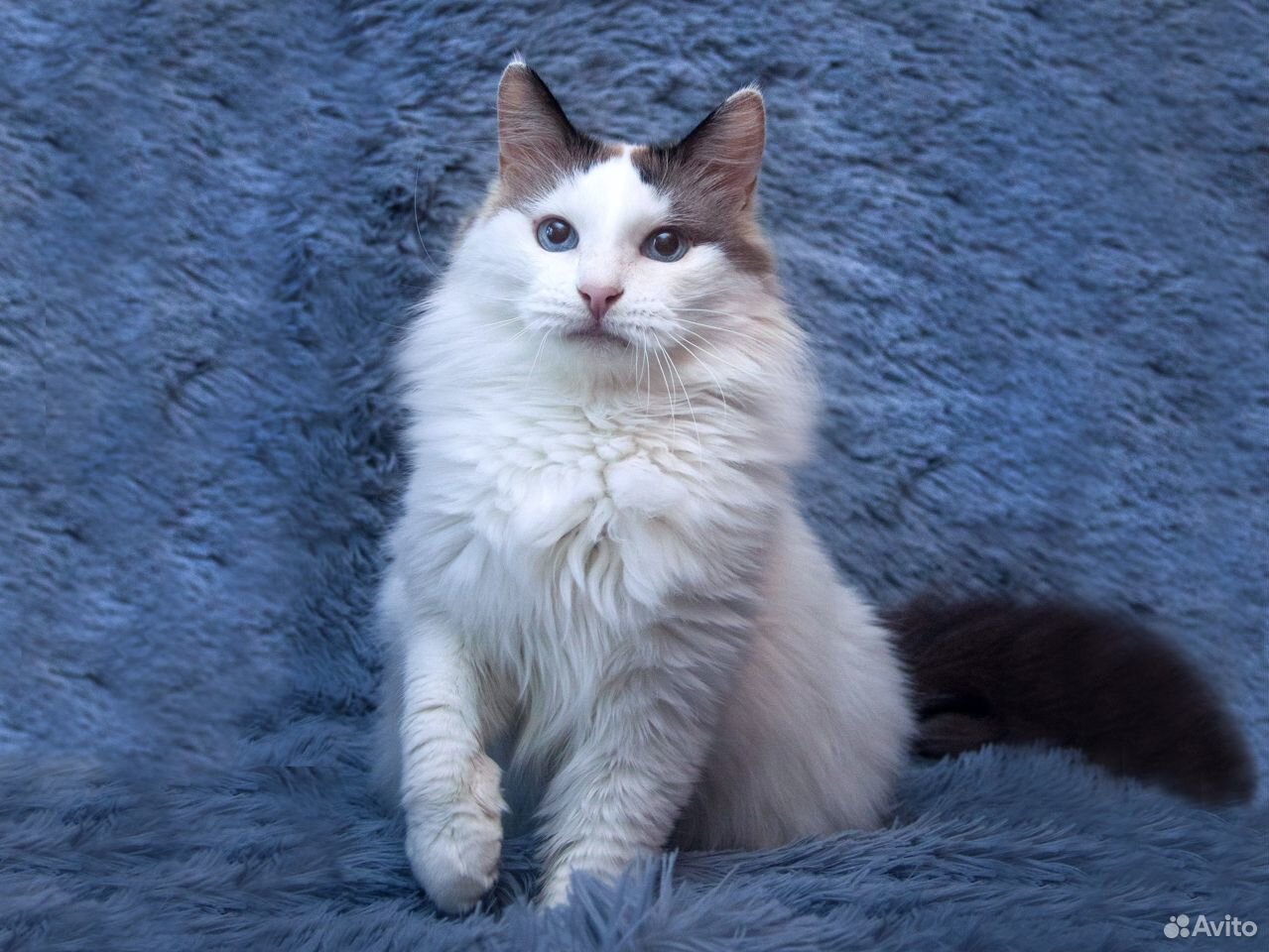 Нежный красавец голубоглазый Олаф