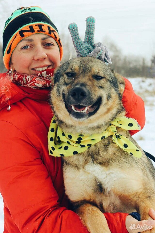Веселая собака Томми в дар