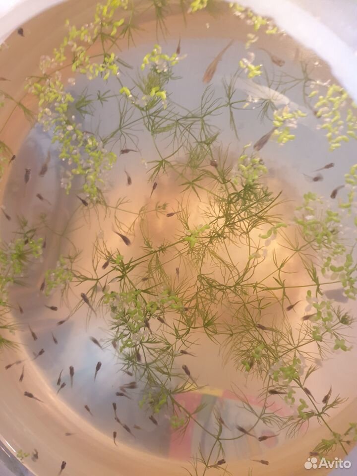 Мальки гуппи, склярия, золотая рыбка