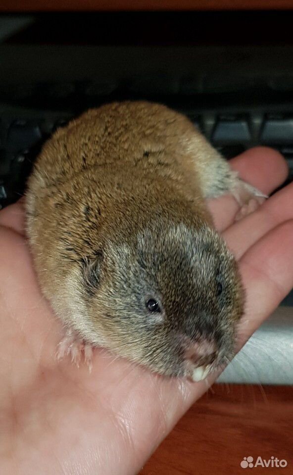 Слепушонка обыкновенная