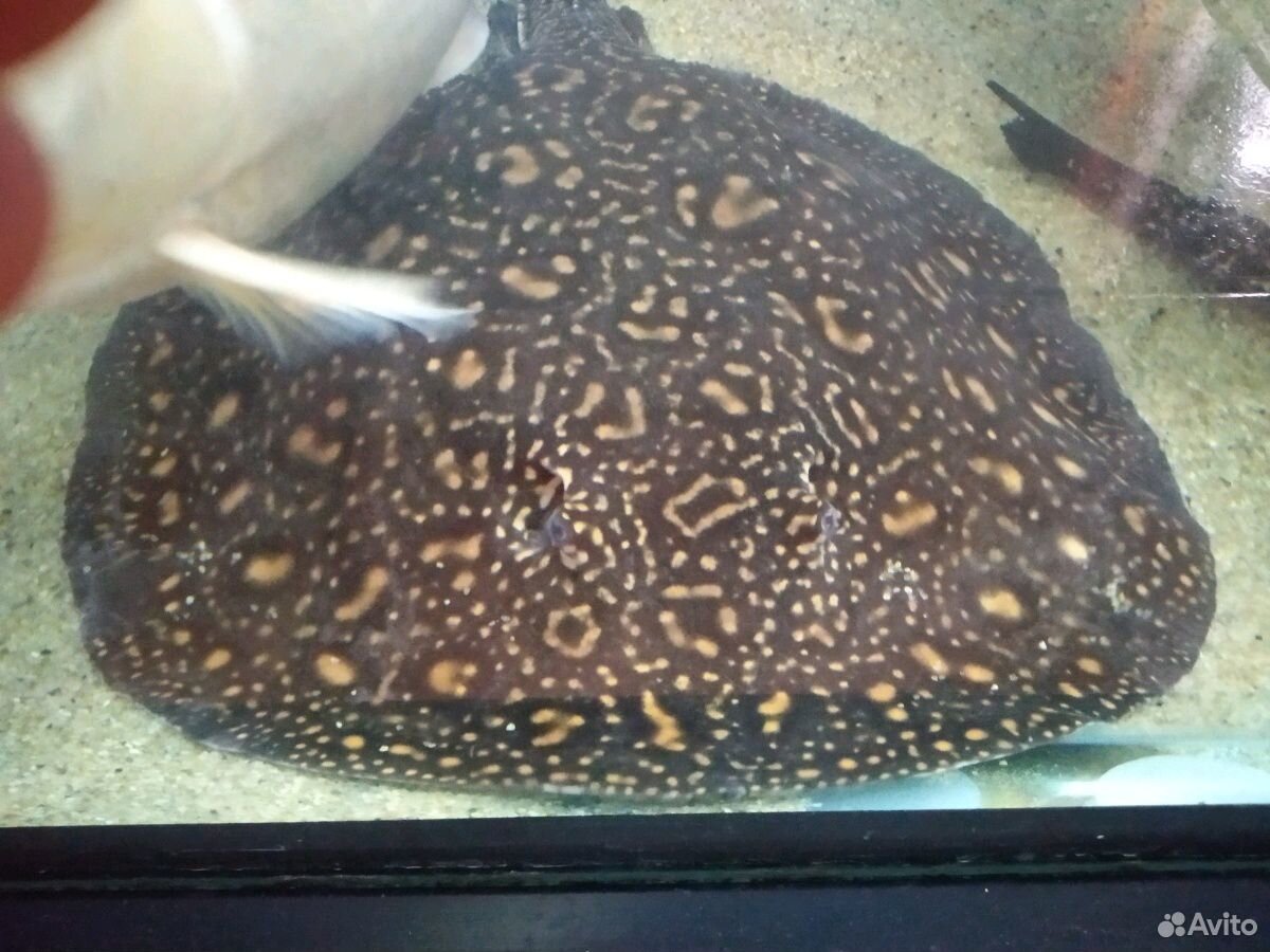 Скат