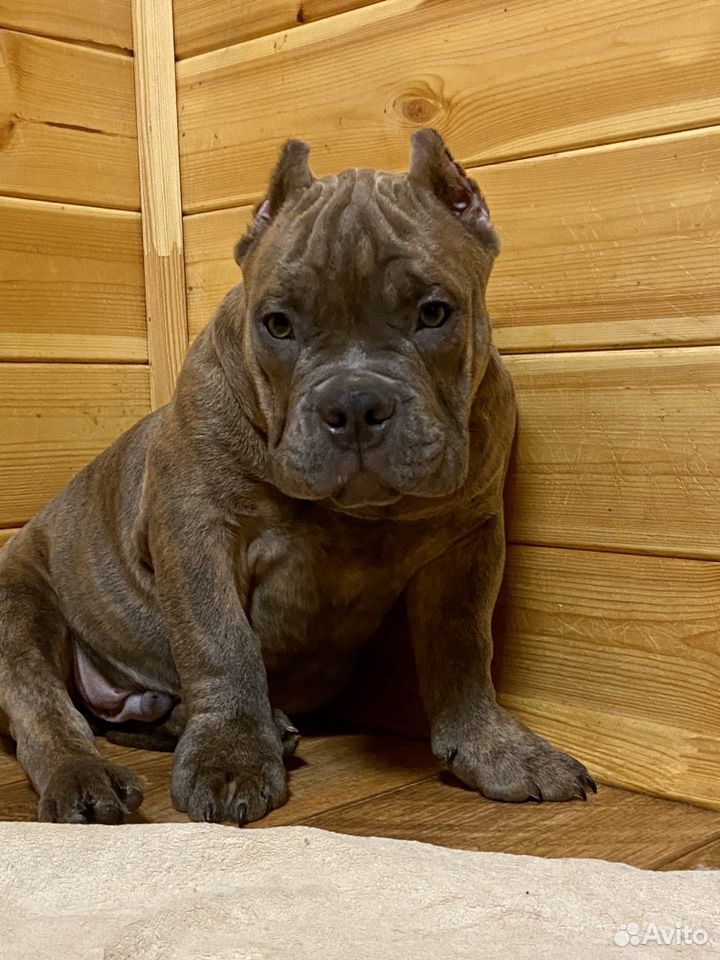 Мальчик Американский булли