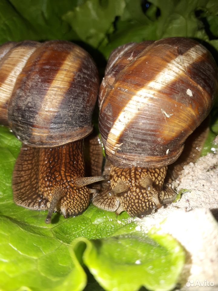 Виноградная улитка