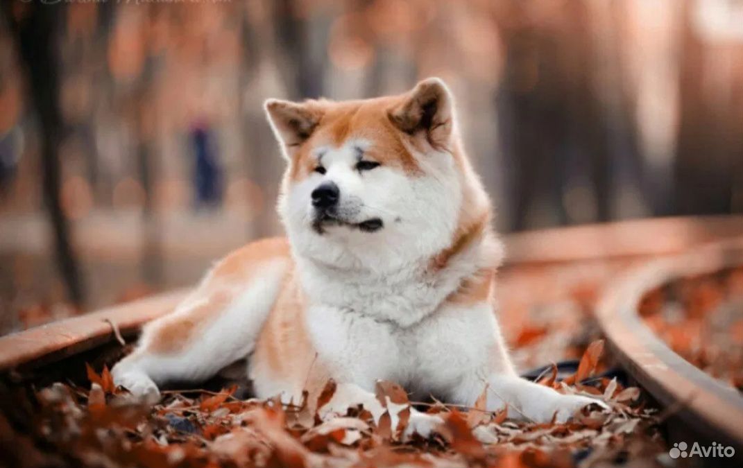 Щенки Акита ину
