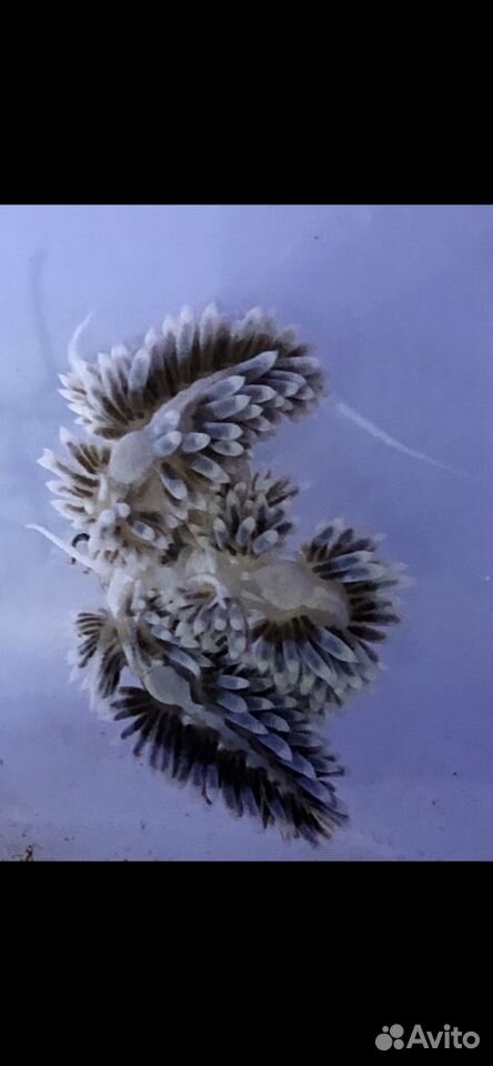 Бергии для морского аквариума