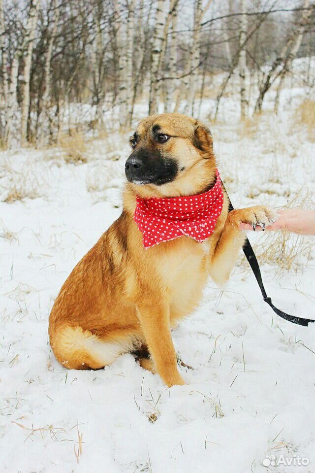 Собака Фокси в дар