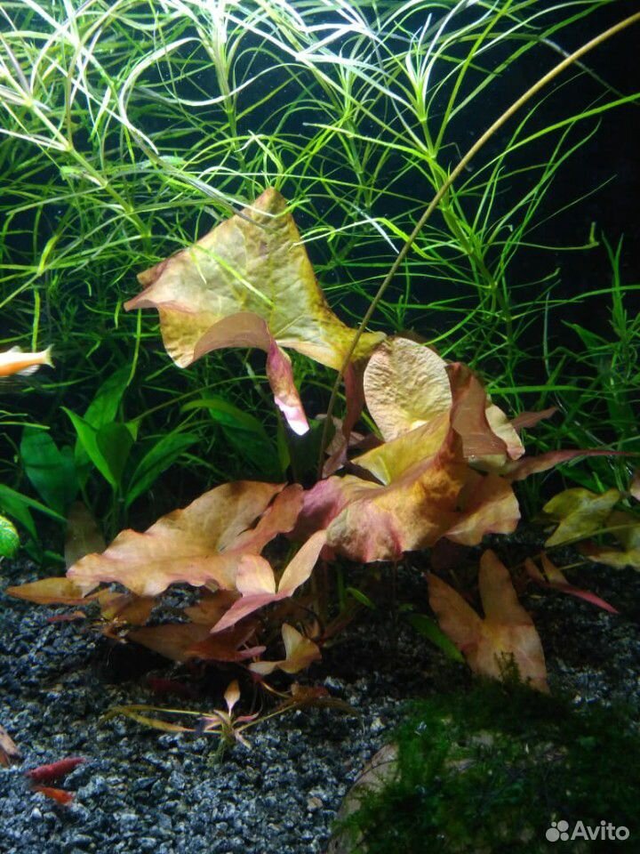 Нимфея звездчатая стеллата Nymphaea stellata