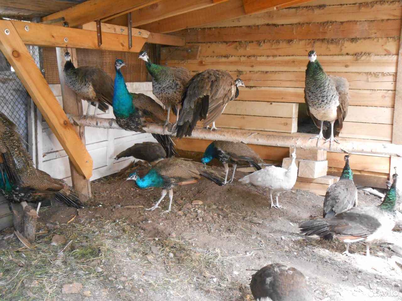 Взрослые павлины