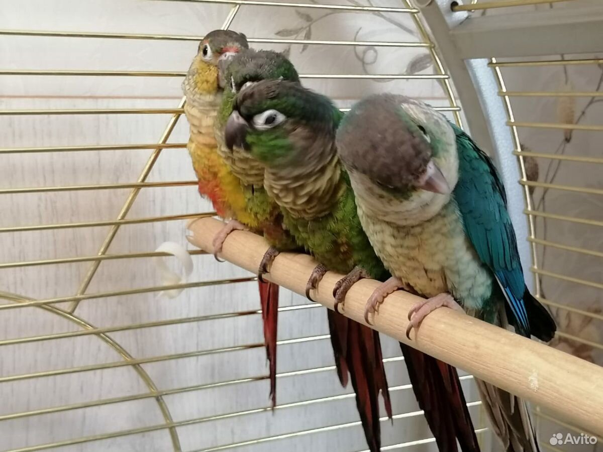 Попугаи пиррура молине