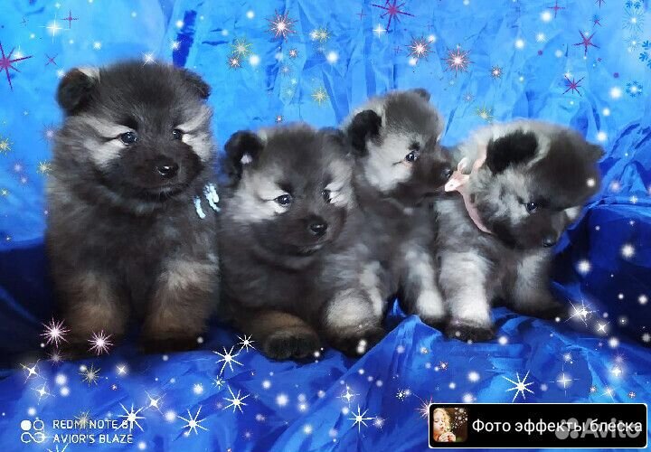 Щенки немецкого вольфшпица (кеесхонд)