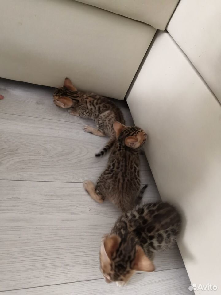 Котята бенгальские красивые, пятнистые