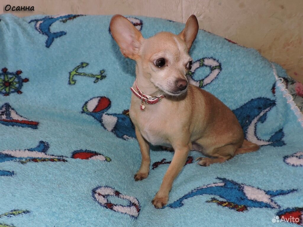 Взрослая девочка в качестве любимицы семьи