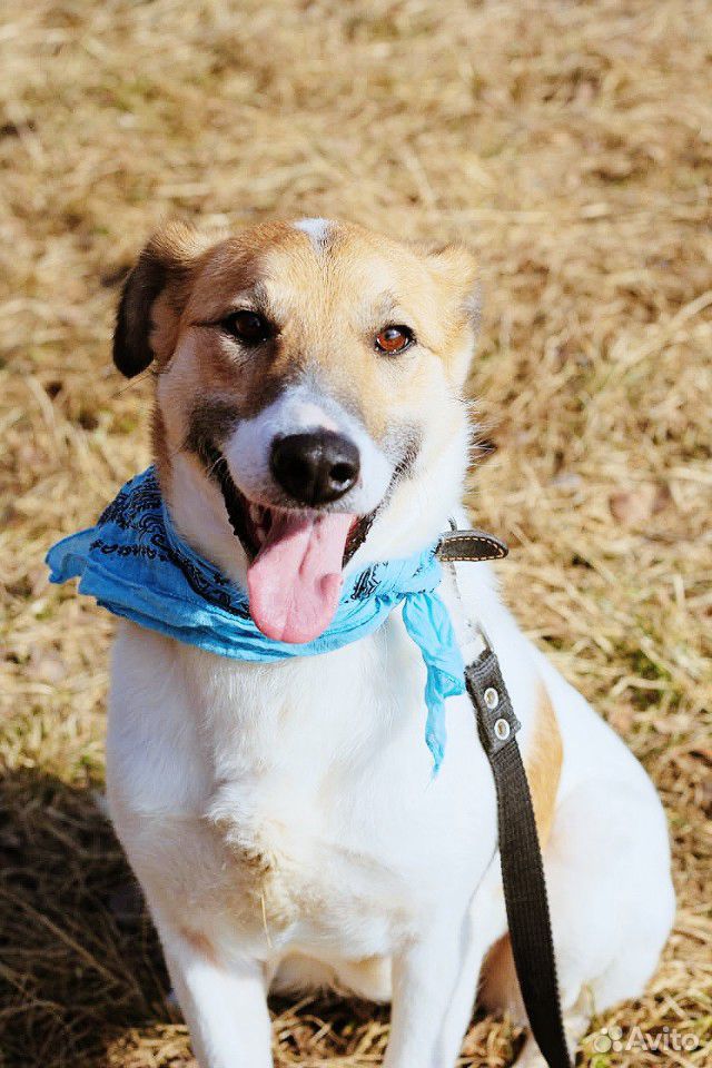 Добрая собака Розочка в добрые руки