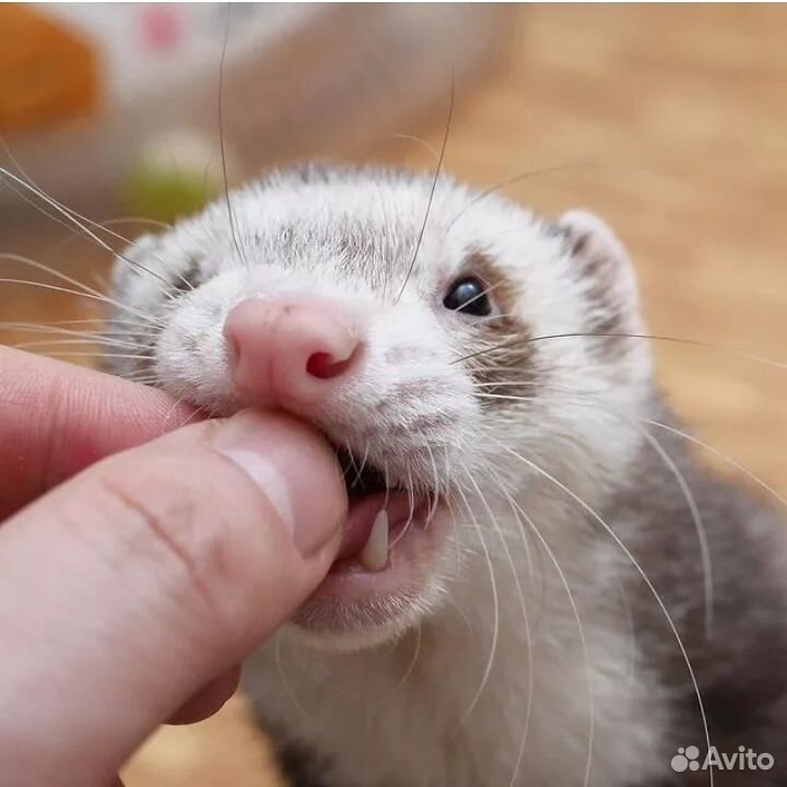 Хорьки домашние ручные