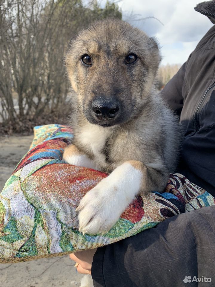 Щенок мальчик 3 мес