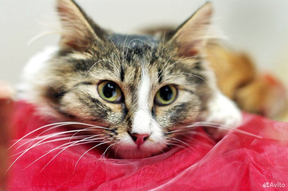 Марго пушистая сибирячка в дар заботливым хозяев