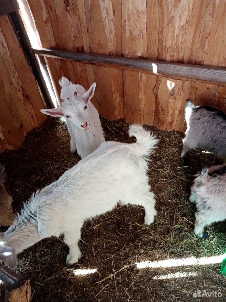 Предлагаем козлят