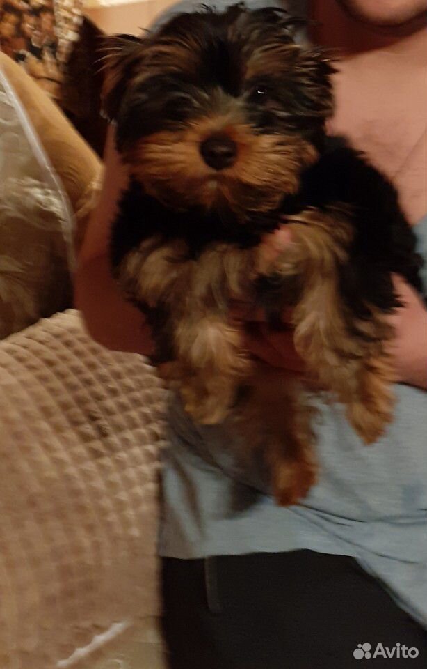 Йокширский терьер