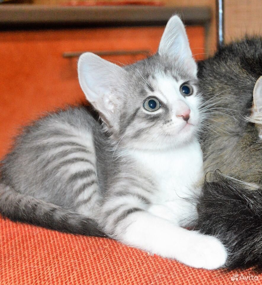 Котенок Джони ищет друзей