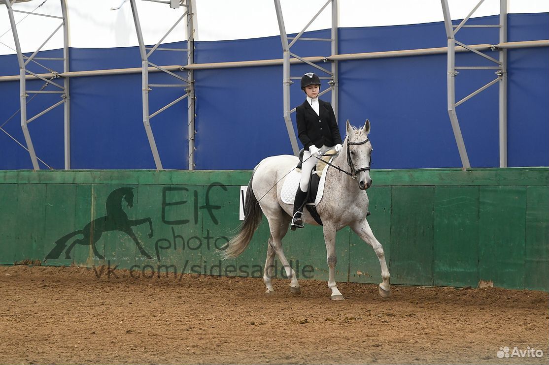 Аренда лошади