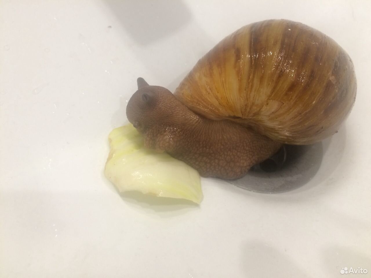 Улитка Ахатинка