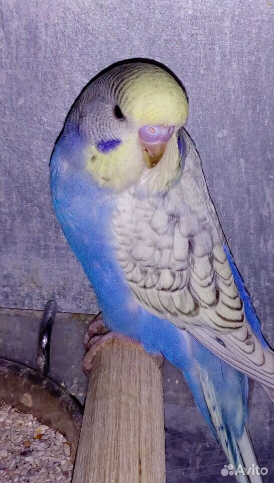 Тёмно - синий птенчик, самечик