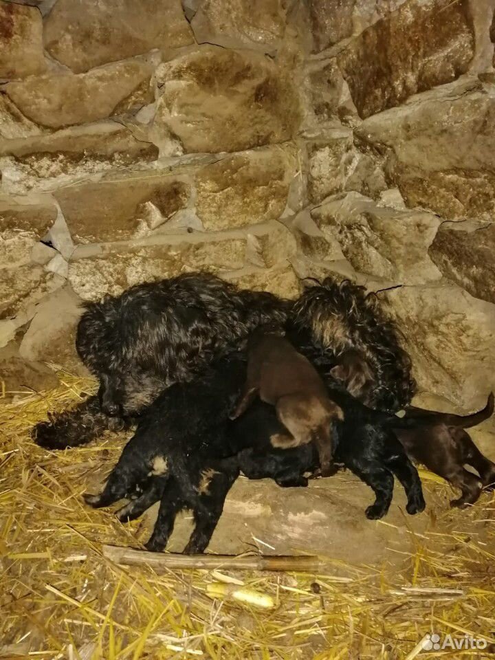 Продаются щенята пастушки