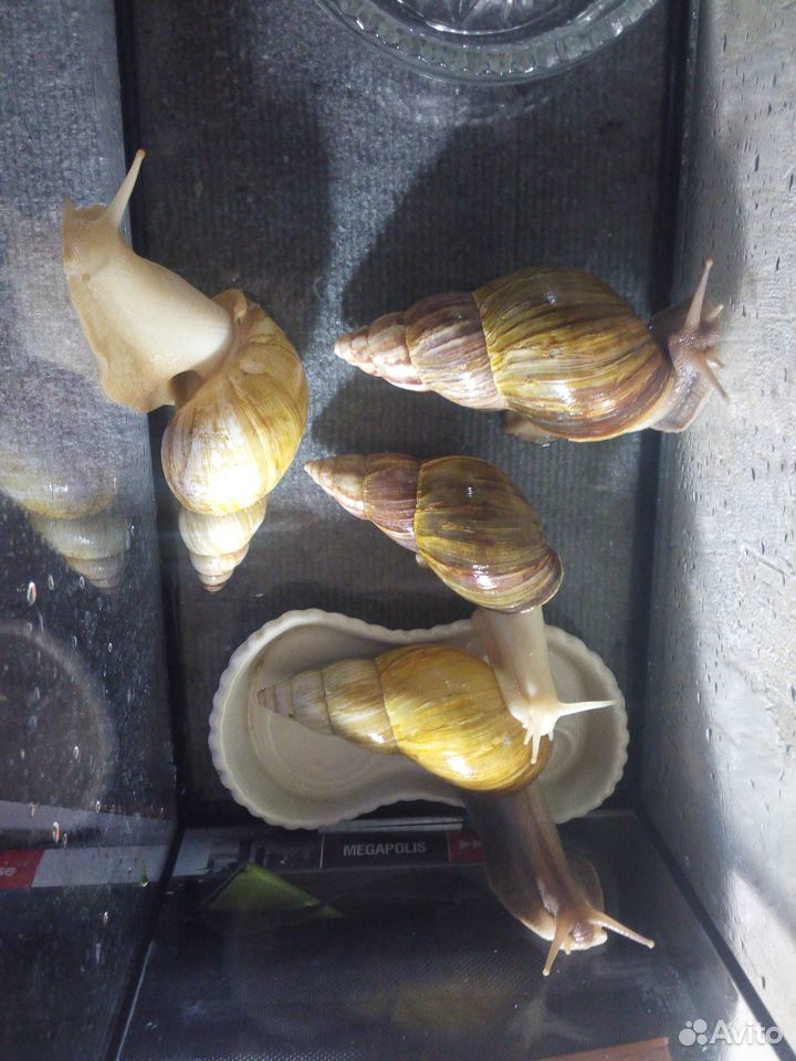 Продам улиток Ахатины