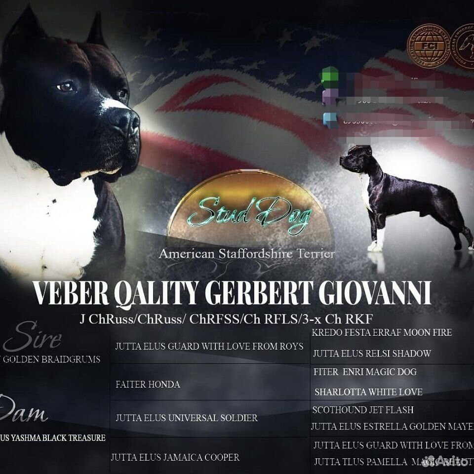 Кобель для вязки аст