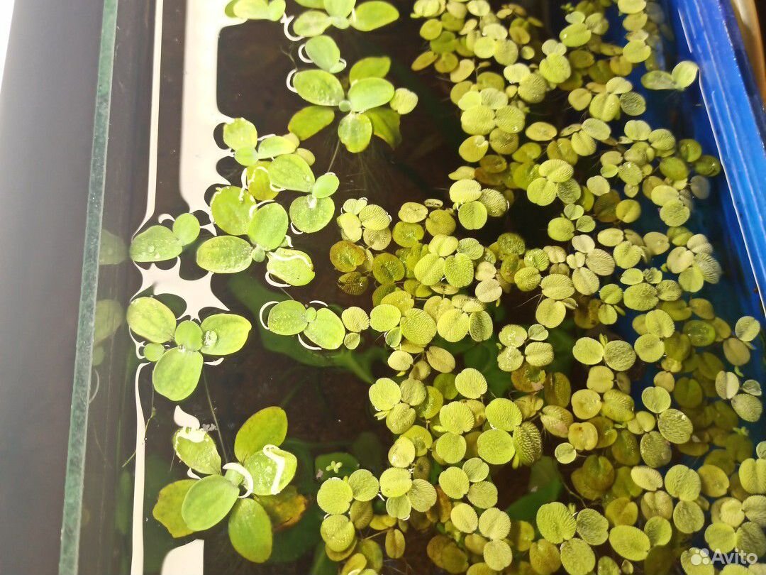 Пистия(водяная капуста)