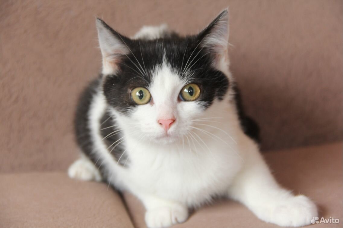 Молодой котик Боря ищет дом