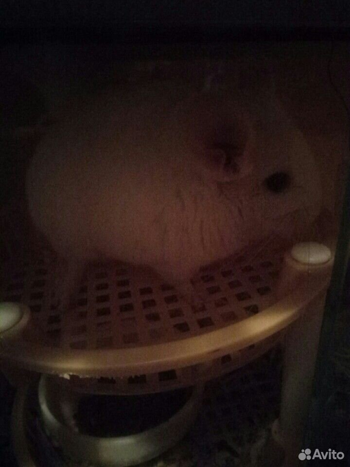 Шиншилла девочка