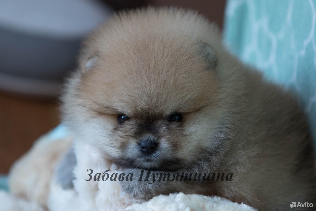 Померанец мишка необыкновенный