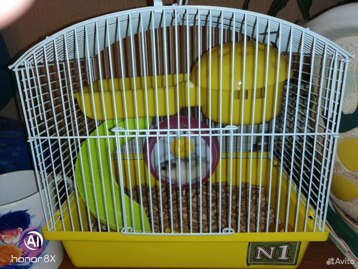 Сирийский хомяк