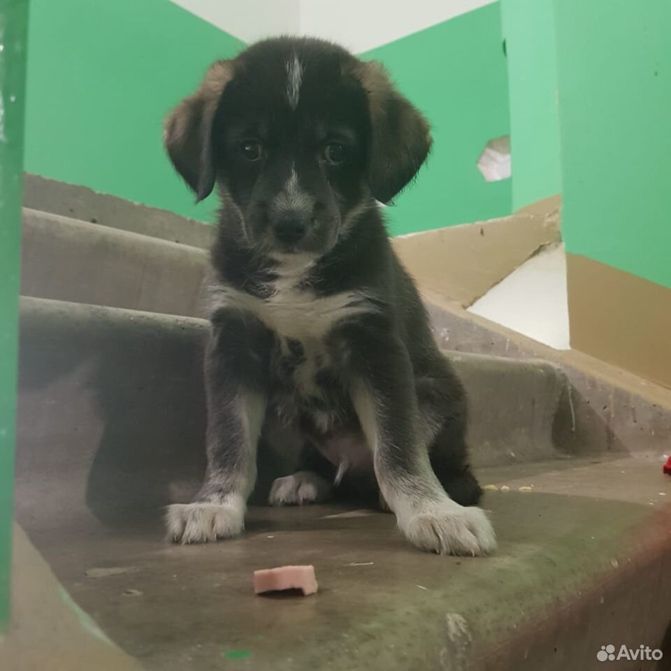 Отдам щенка