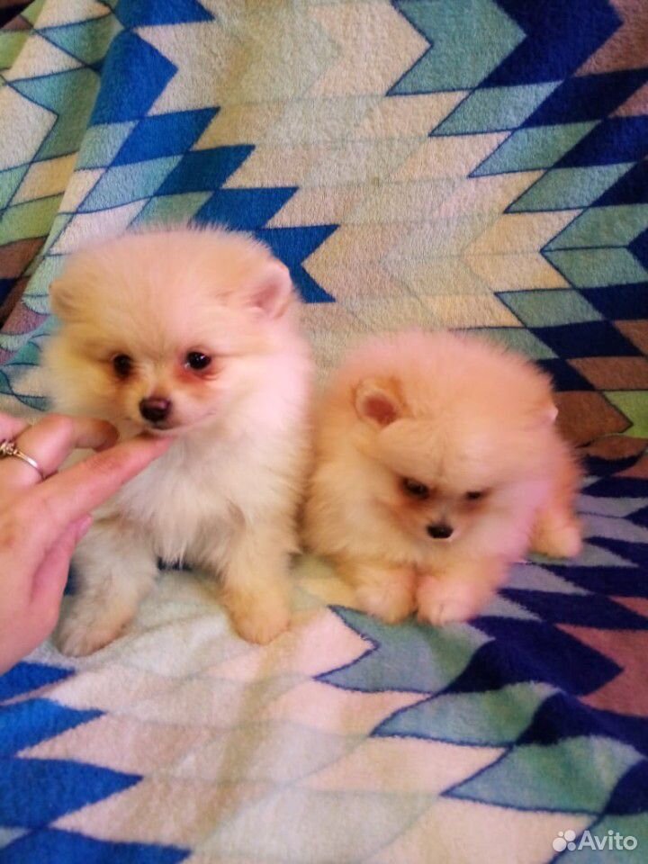 Шпицедети мини