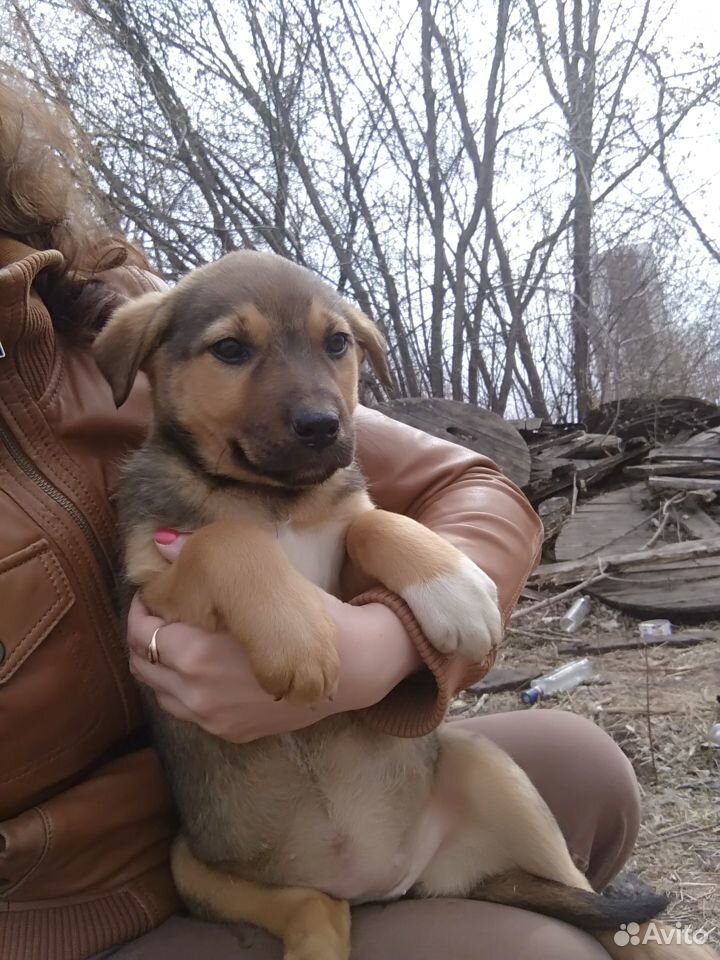 Щенок в дар