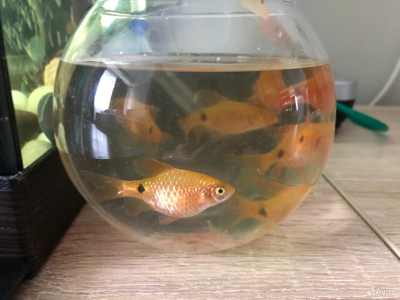 Рыбки барбусы