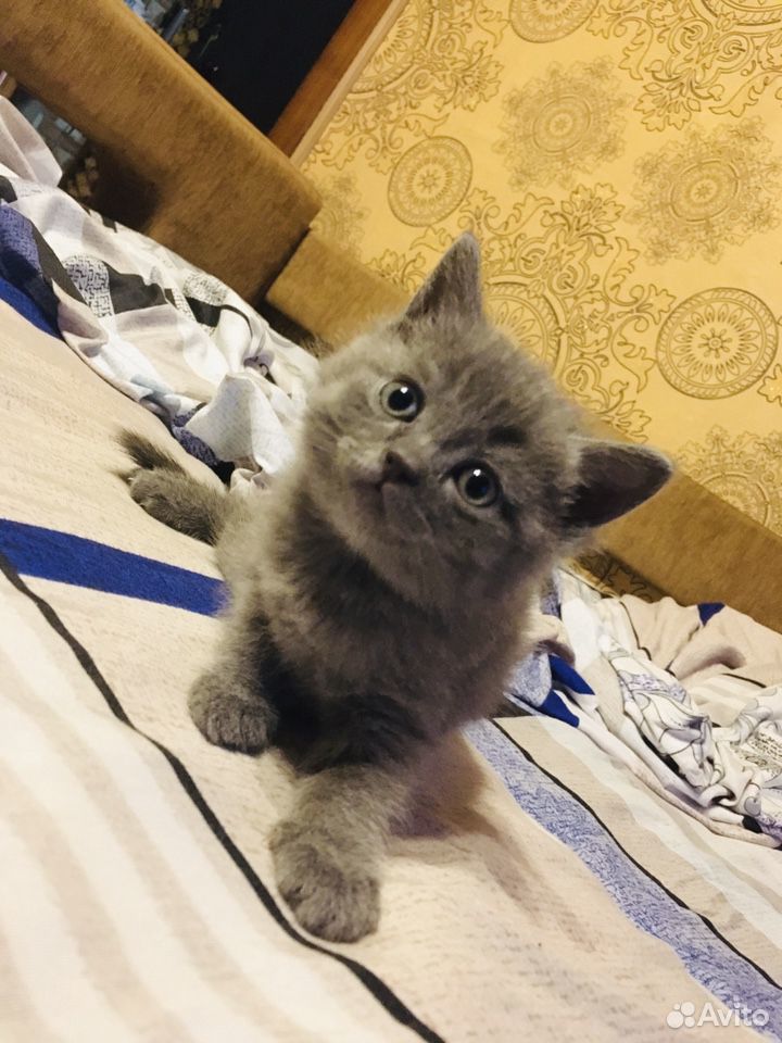 Британская