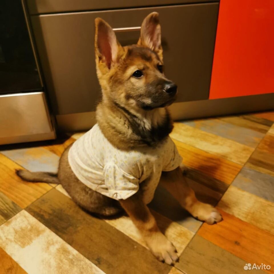 Замечательные щенки, брат и сестра