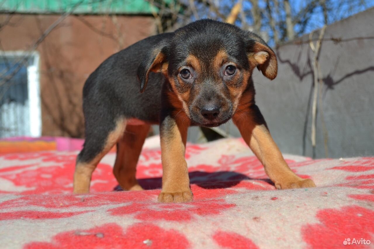 Ищет дом щенок мелкой собачки Фрося