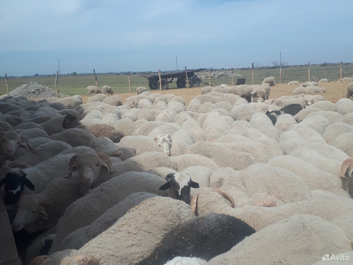 Кочкары миронос