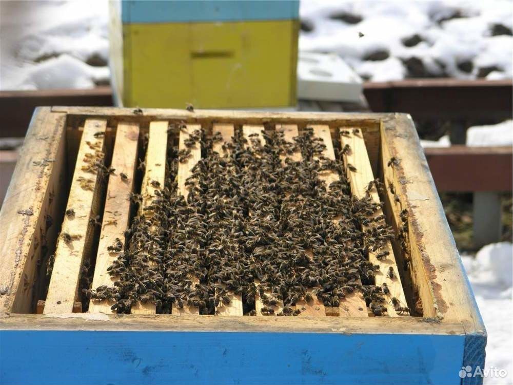 Пчелы