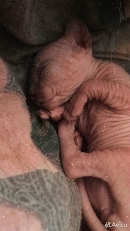 Донской сфинкс