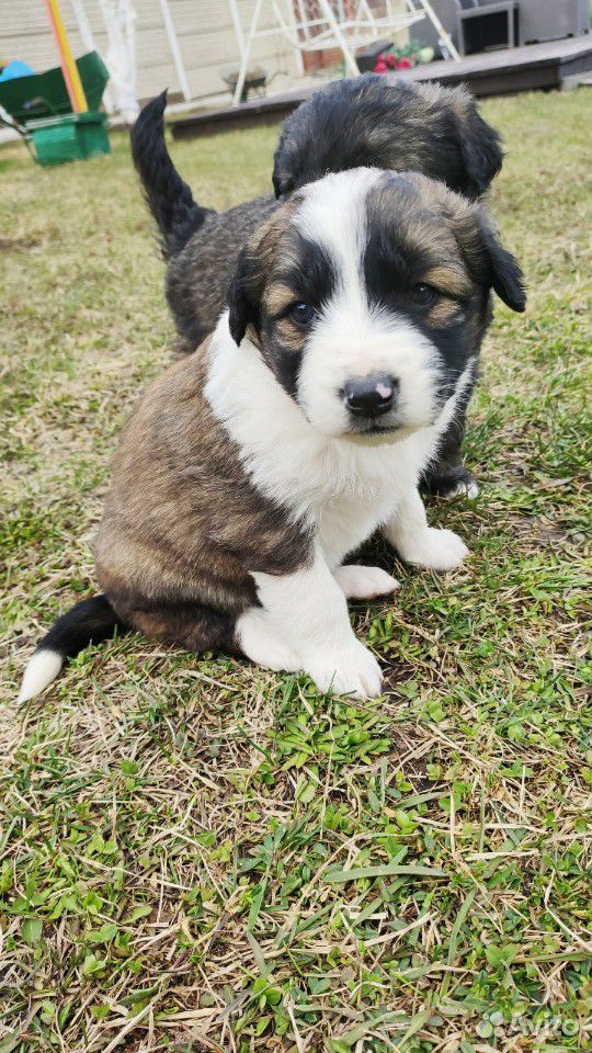 Щенки (девочки)