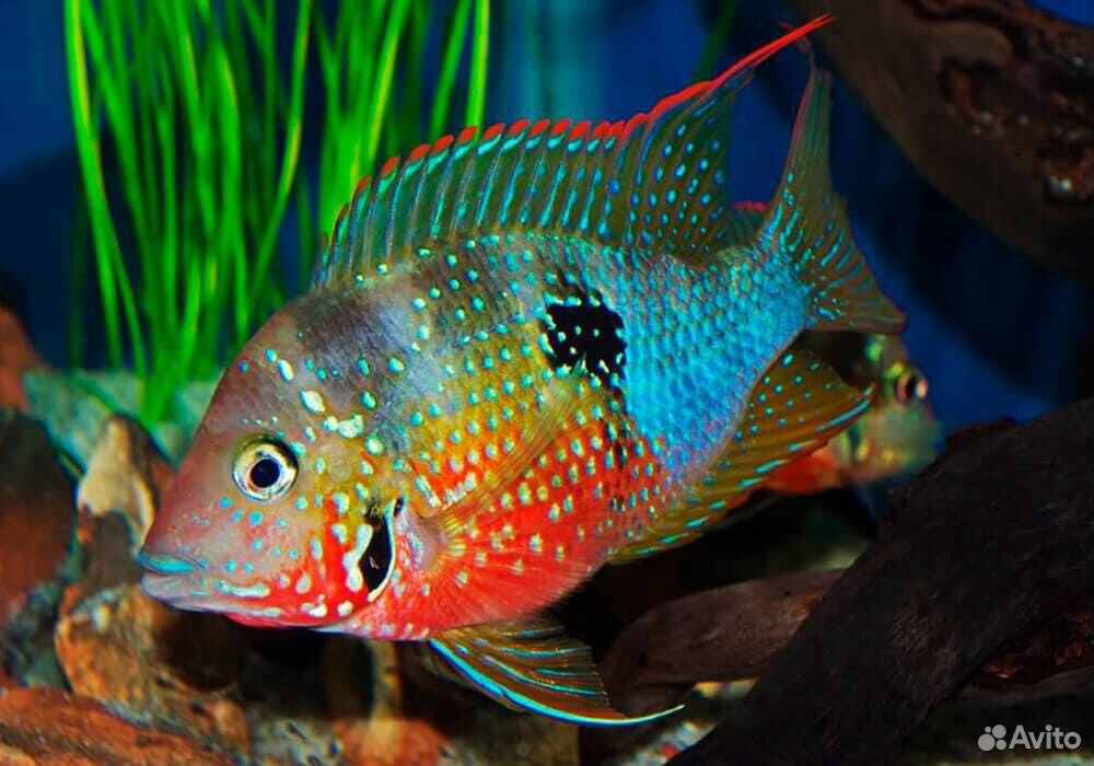 Элиот,Макрагнатус