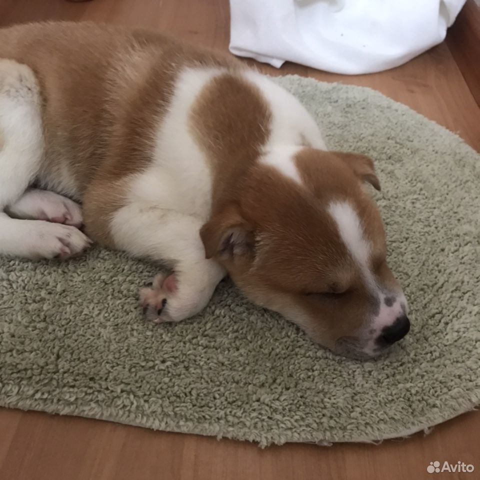 Шарпей-алабай