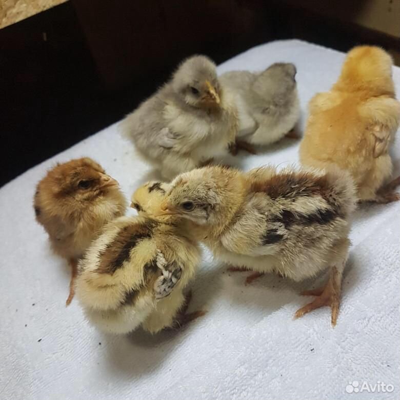 Курочки яйценоские