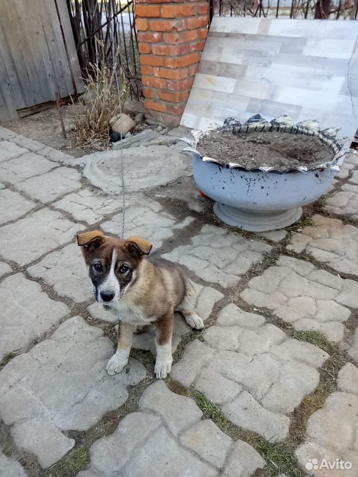 Лайка девочка