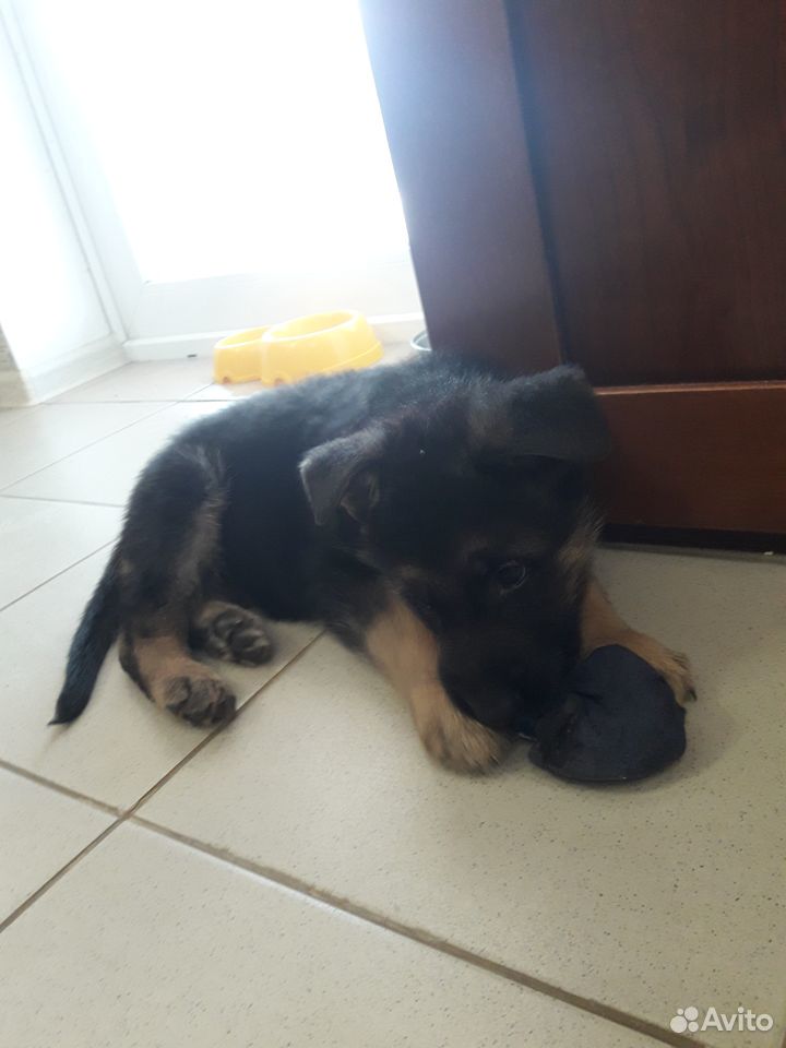 Щенок немецкой овчарки 2 месяца сука
